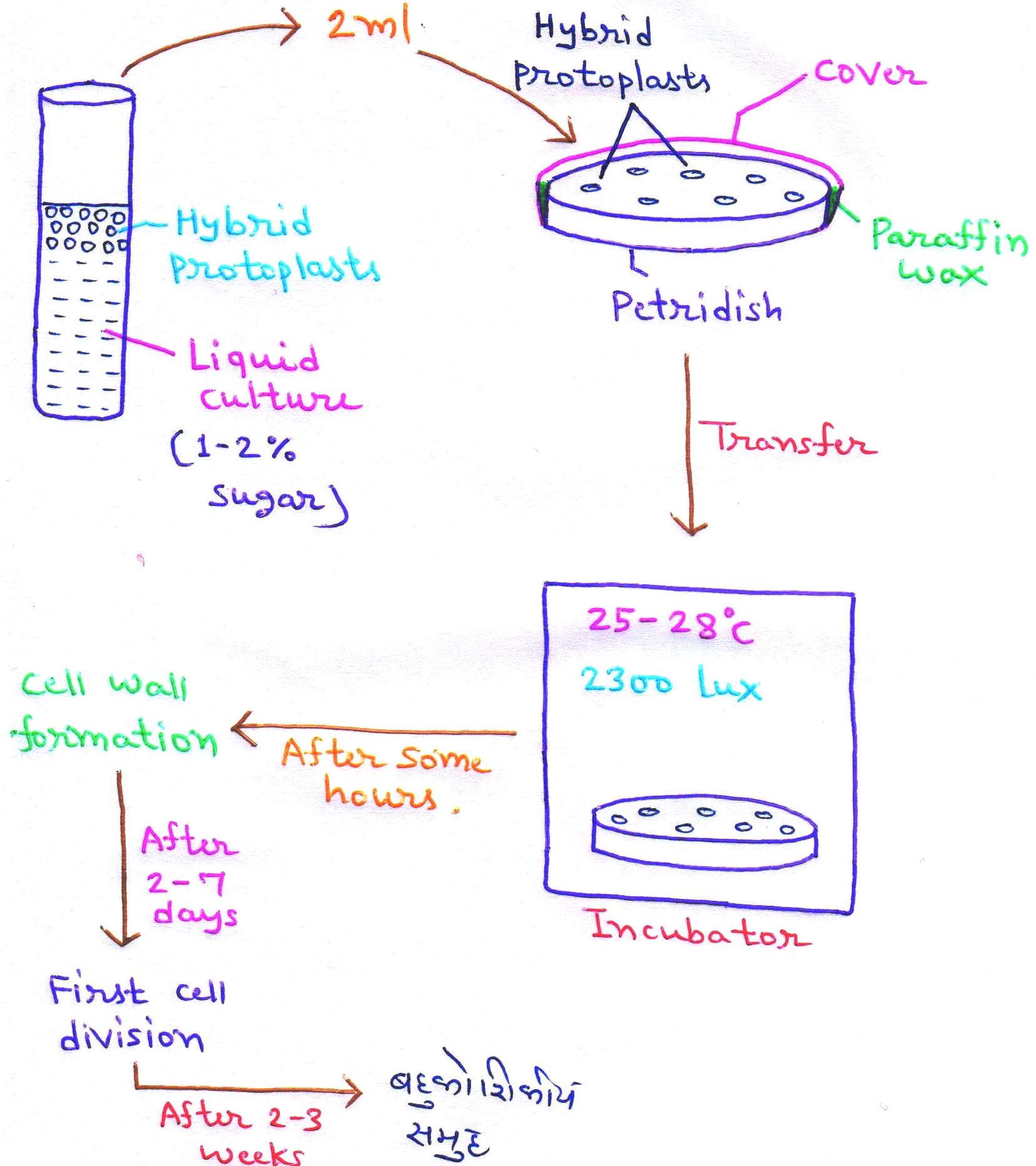 Somatic Hybridization and Cybrids