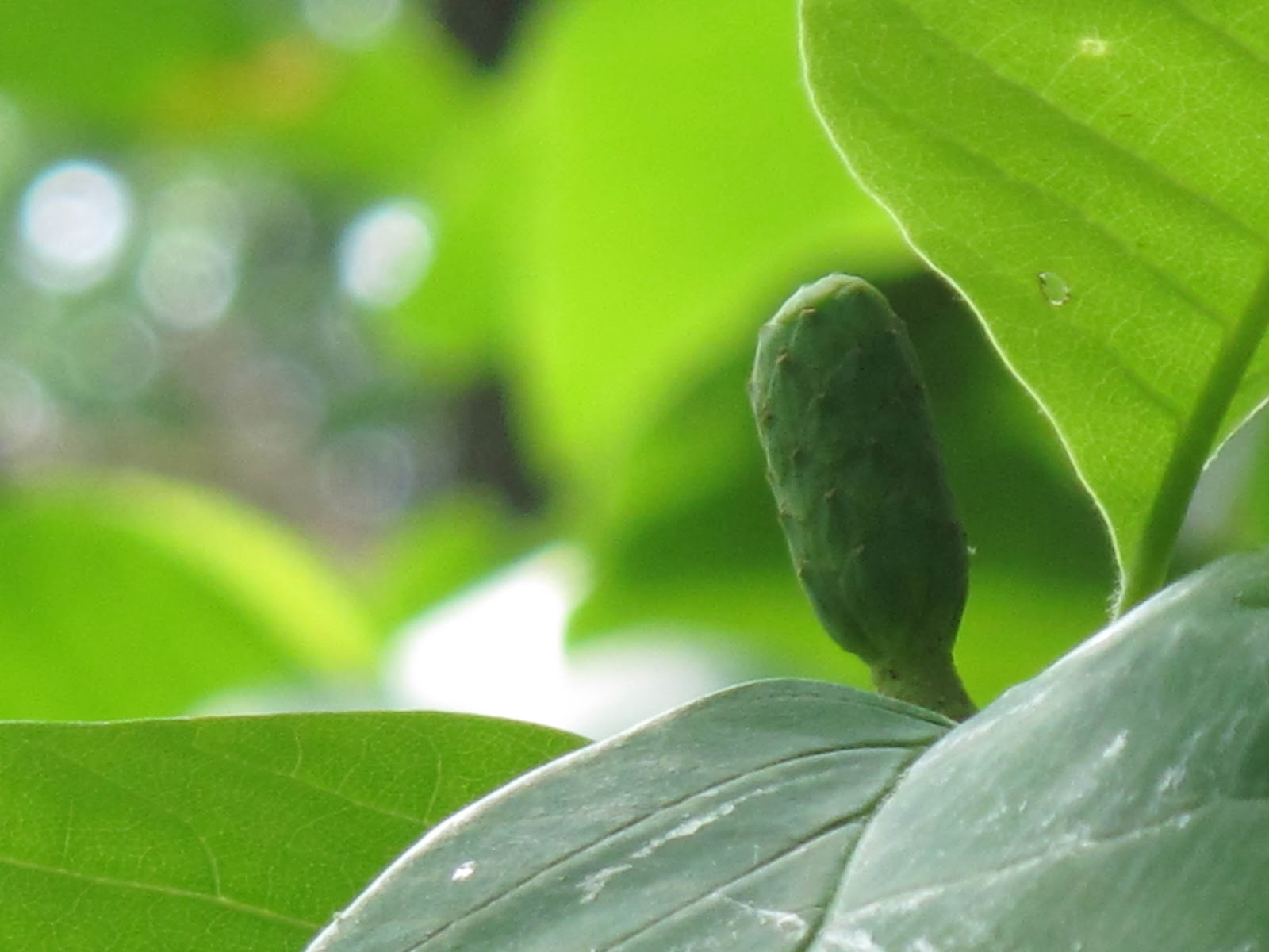 A Year With the Trees: Cucumber tree - Magnolia acuminata