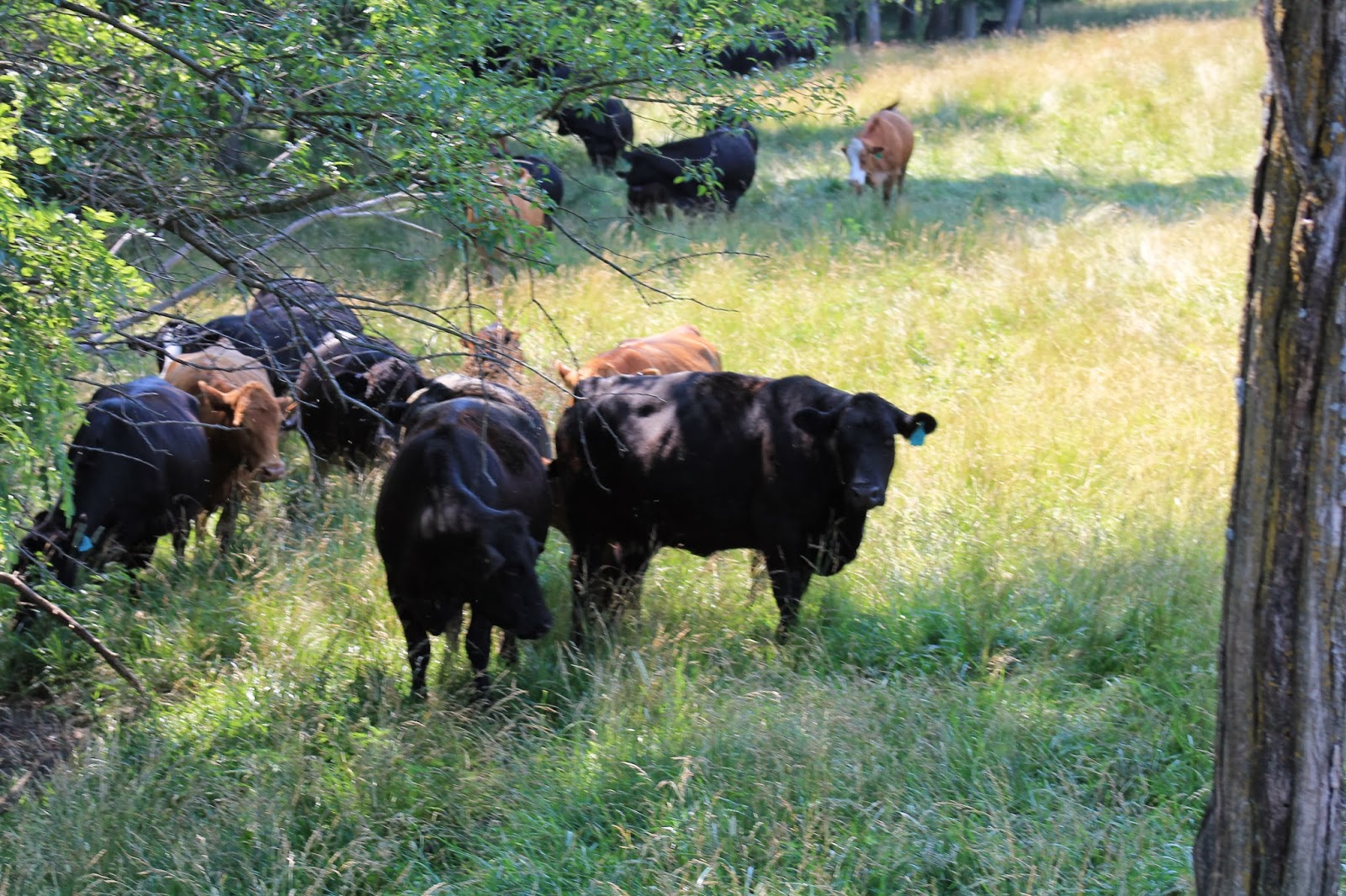 Easy Life Meal and Party Planning: Farm Life