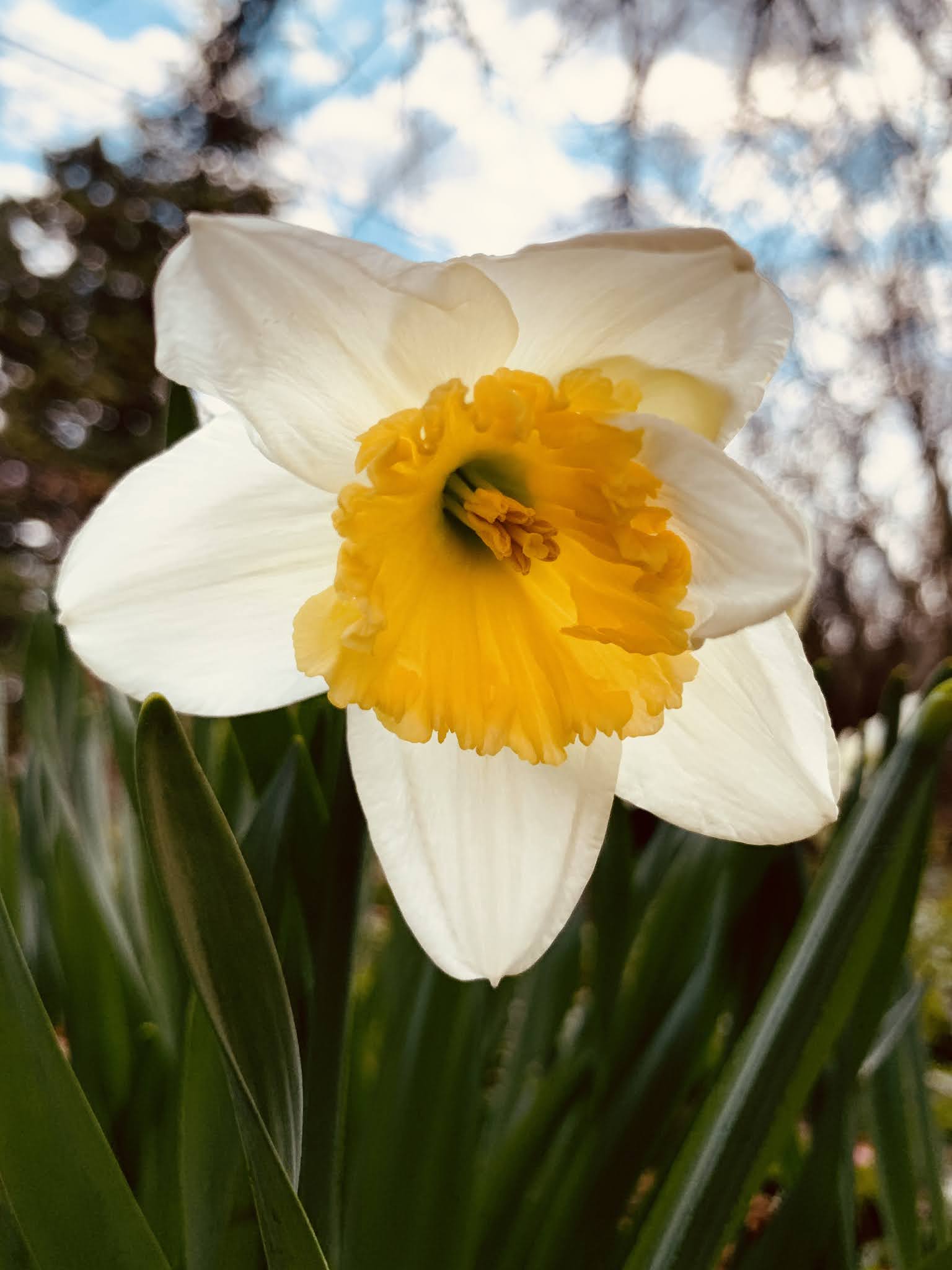 Calamitous Botanicus : Spring Stuff