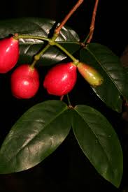 BUNGA: Syzygium/ Jambu-jambuan