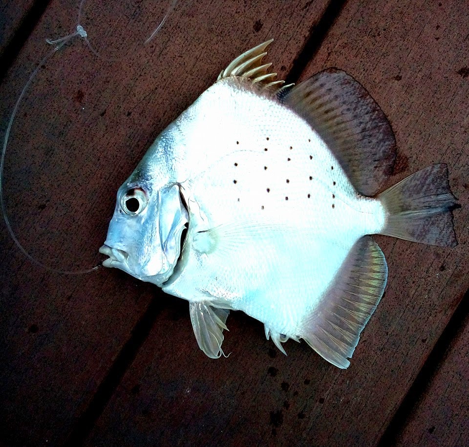 Changi catch report 3 ~ Fishing Kims