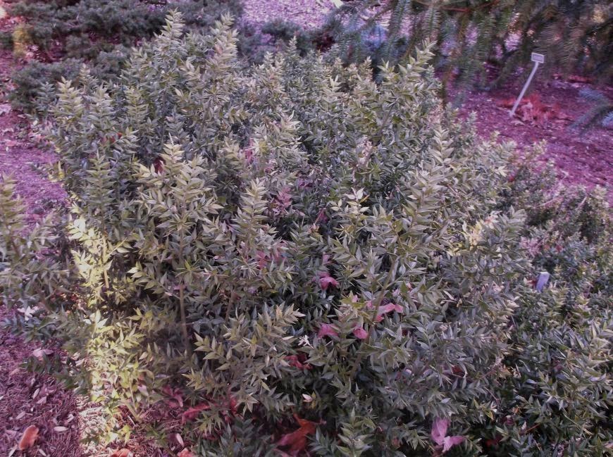 Future Plants by Randy Stewart: Danae racemosa - Alexandrian Laurel