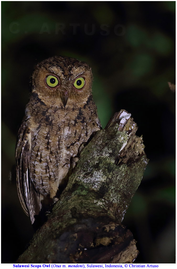 Christian Artuso: Birds, Wildlife: Owls of Sulawesi and satellite islands