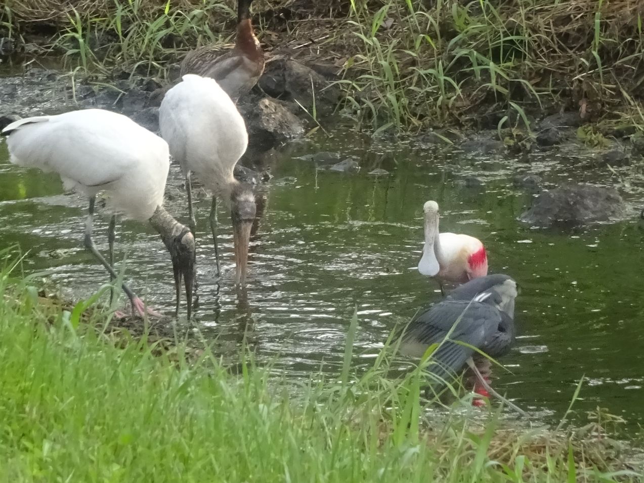 The Jungle Country Club History Project: A Peaceable Kingdom: Great ...