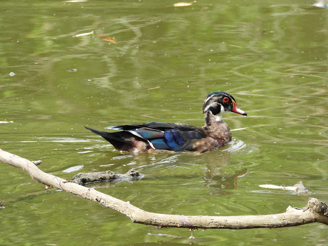 Bird & Travel Photos, Birding Sites, Bird Information: FEMALE & MOLTING ...