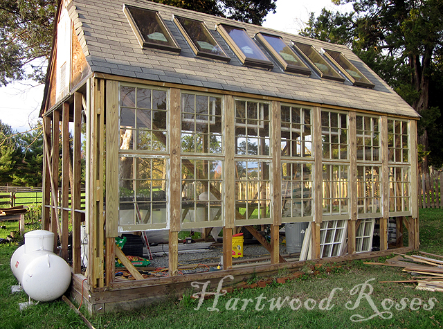 Hartwood Roses: Greenhouse ... South Wall Windows, Finished!
