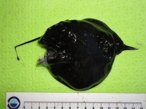 Artes de Pesca: ACTINOPTERYGII