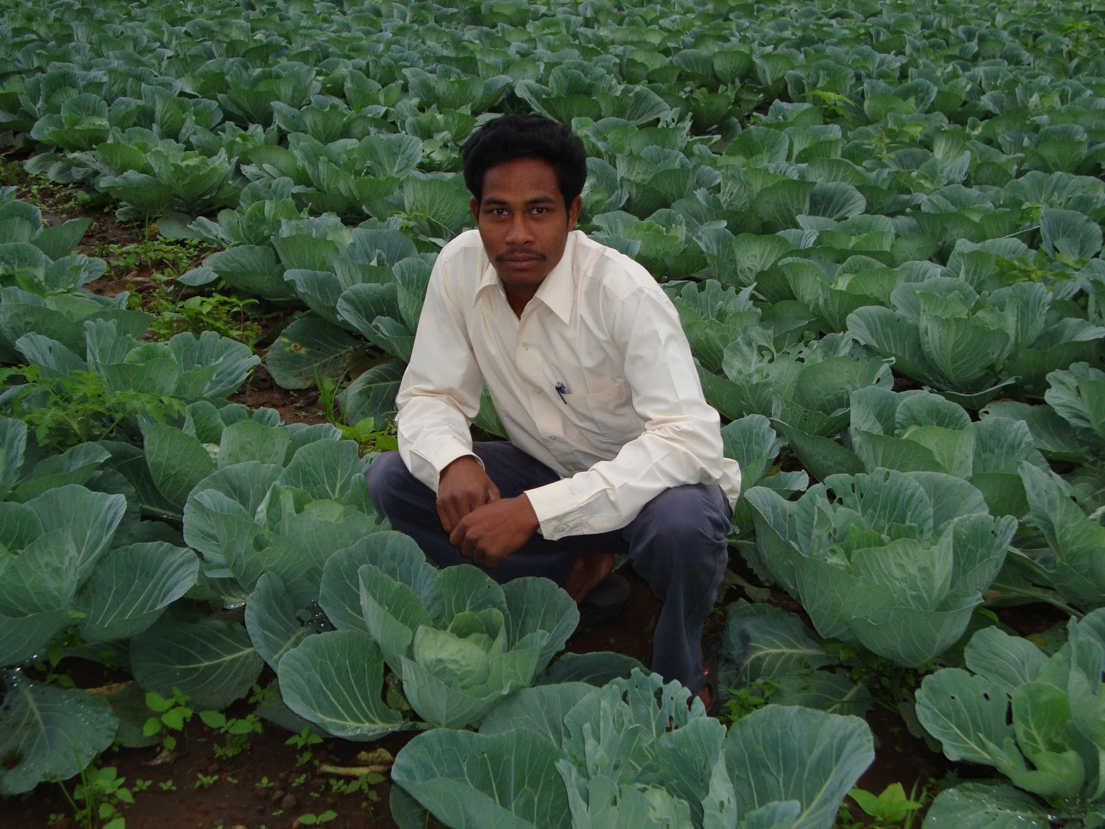 Koraput National Horticulture Mission