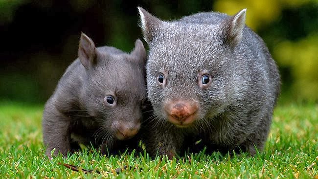 Wombats Animals | Interesting Facts & Latest Pictures | The Wildlife