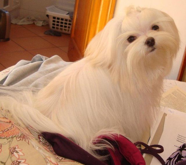 Perritos por el mundo!: Bichon Maltés: Un perro elegante