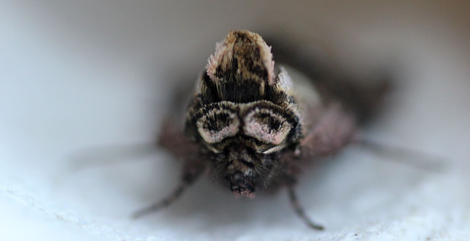 The Skomer Island Blog: Moths
