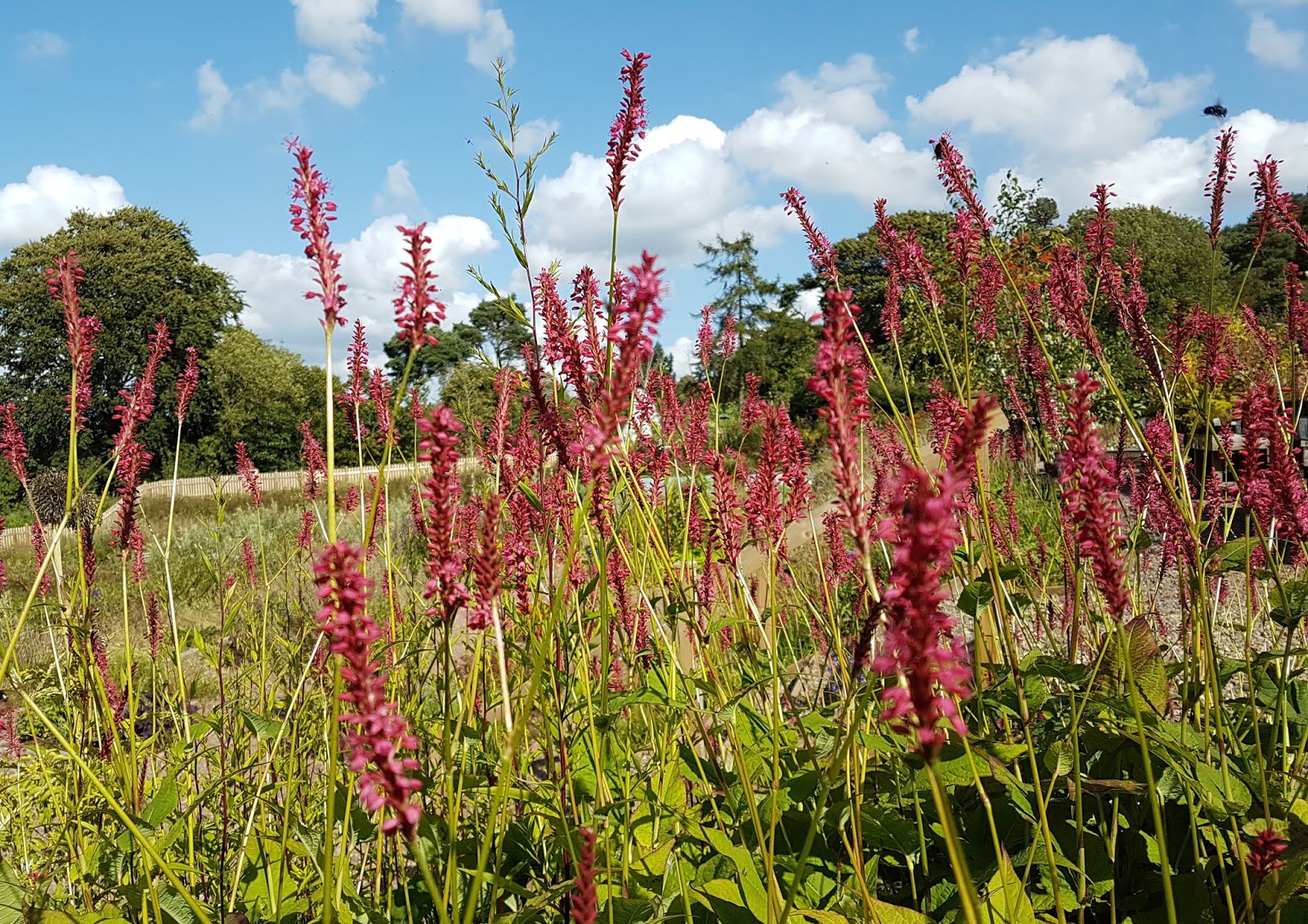 Plant Profile: Persicaria