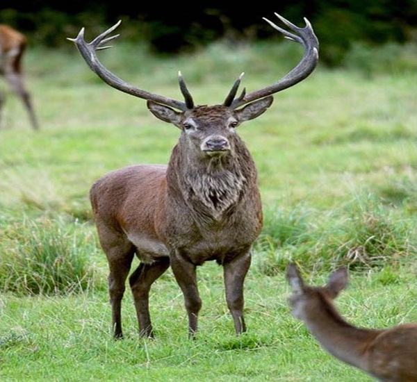 Abnormally Large Animals ~ Big Fun - The Fun Blog