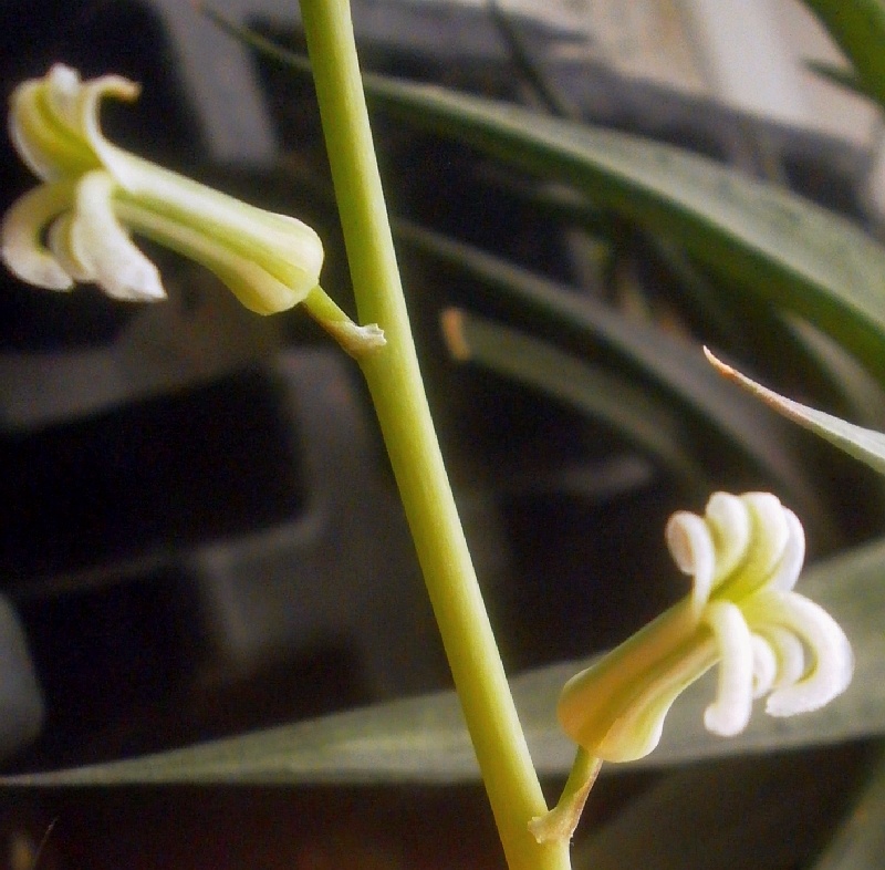 Plants are the Strangest People: 3/10/13 - 3/17/13