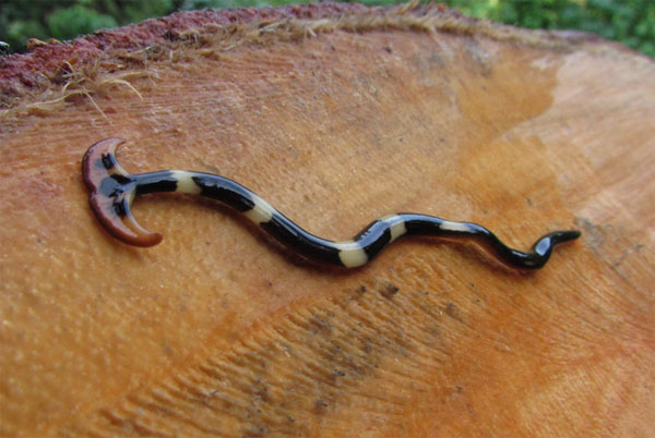 Cacing Kepala Martil, Monster Tanah yang Merambah Dunia | RE Tawon