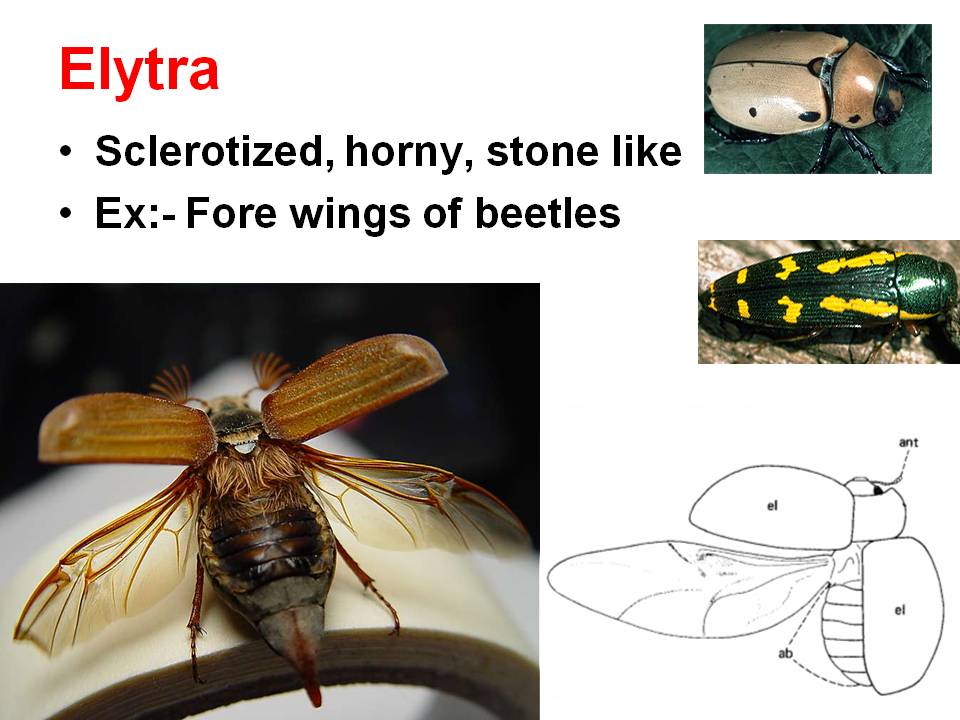 Insect wing, Modifications and Copulation