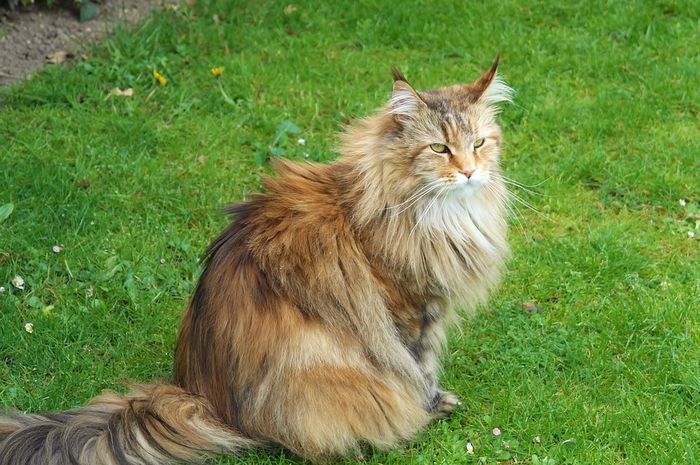 20 Jenis Kucing Mixdom, Ras Campuran yang Populer Dicari untuk Dirawat