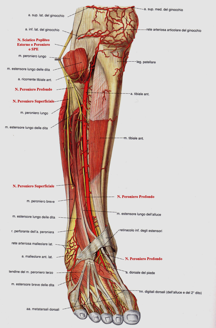 LOW KICK: TUTTO QUELLO CHE C'È DA SAPERE
