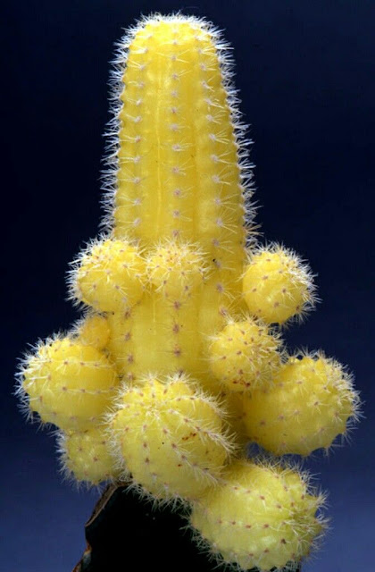 Cacto amarelo: a planta da sorte para decorar sua casa