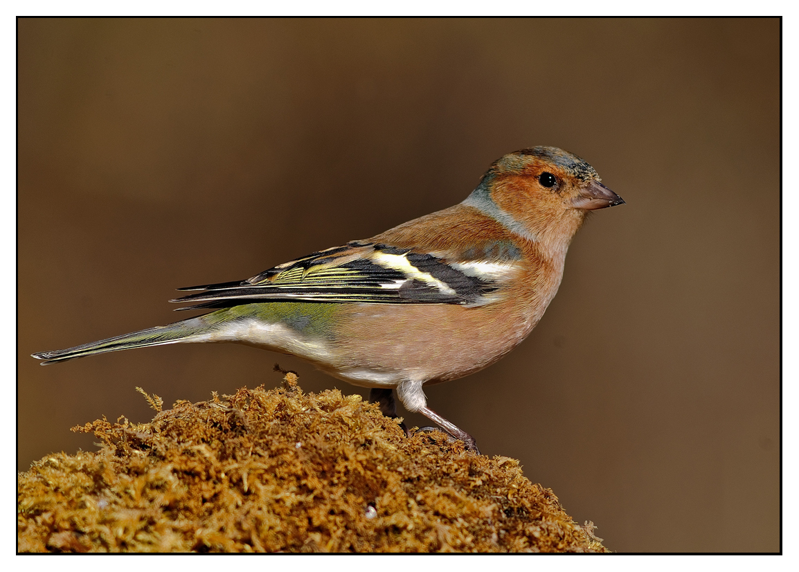 La naturaleza que nos rodea: Pinzón vulgar macho