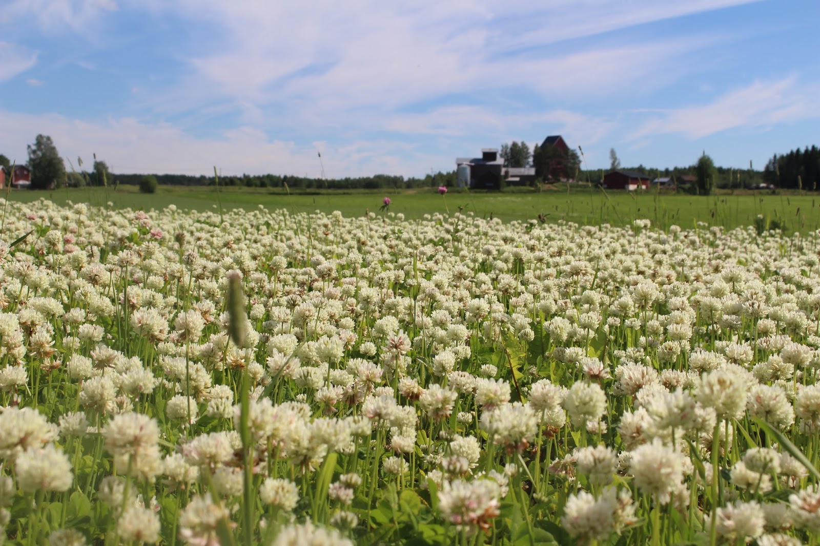 Birkkalan Isännän blogi: Stop the press!! Luomu viljelijällä ennen ...