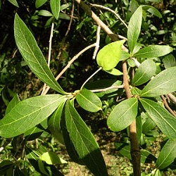 Paisajista Laila Huber: ÁRBOLES NATIVOS: Terminalia australis o ...