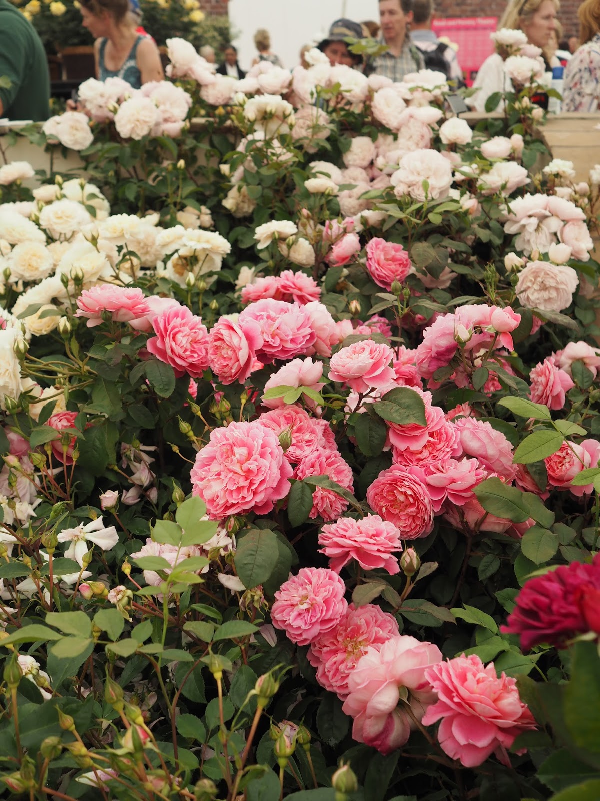 The Hampton Court Flower Show - Roses and Rolltops