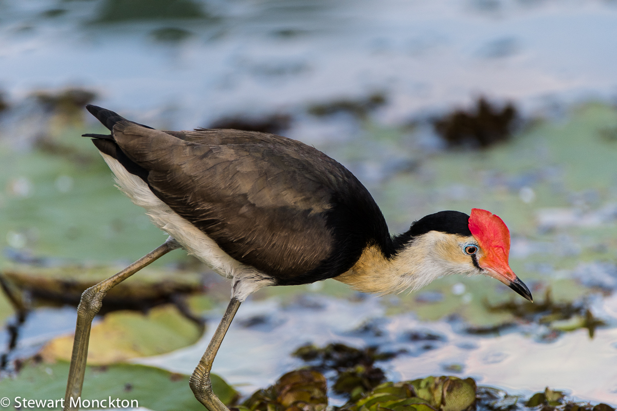 Paying Ready Attention - Photo Gallery: Wild Bird Wednesday 405 - Comb ...