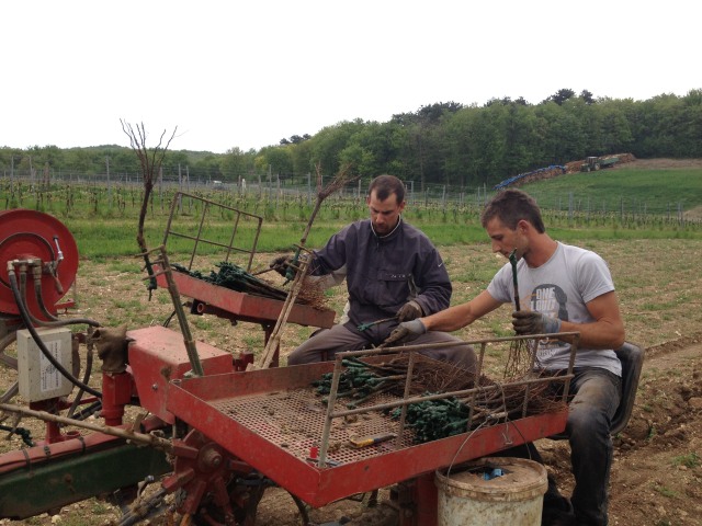 Weingut Kollwentz - Römerhof: Mai 2013