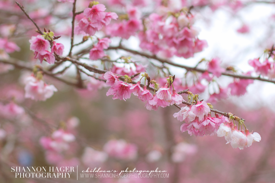 Enjoying Life With 4 Kids: More Cherry Blossoms | Mt Yaedake, Okinawa