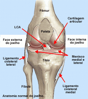 ANATOMIA É VIDA: E agora? Lesionei o LCA