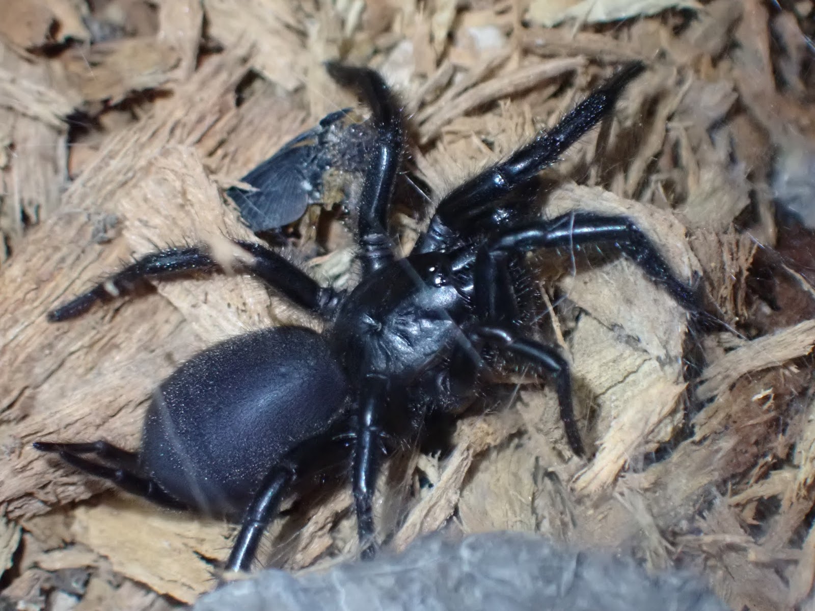 Spider Tales 5: Une mygale dans mon olivier!