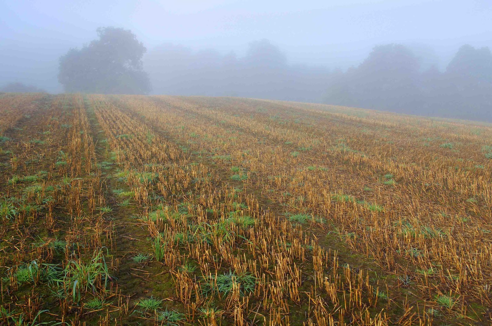 Out & About: Ellastone & Calwich Abbey