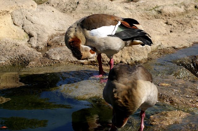 A photo, A thought............: Bird: Preening birds...............