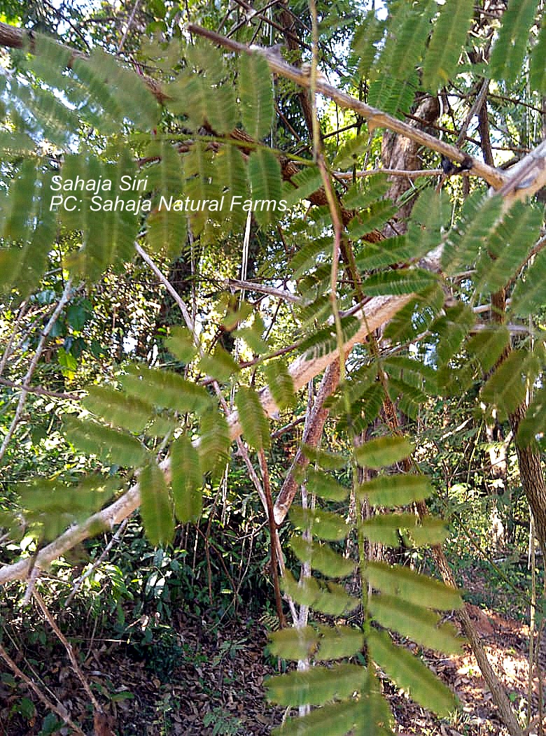 Khadira infused water (Kashaya)/ Catechu water/ Kaachi Neeru