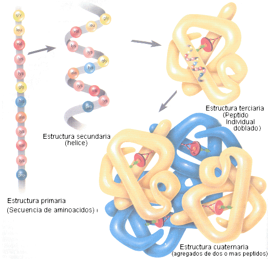 - Cousas de Bioloxía -: Estructura das Proteínas