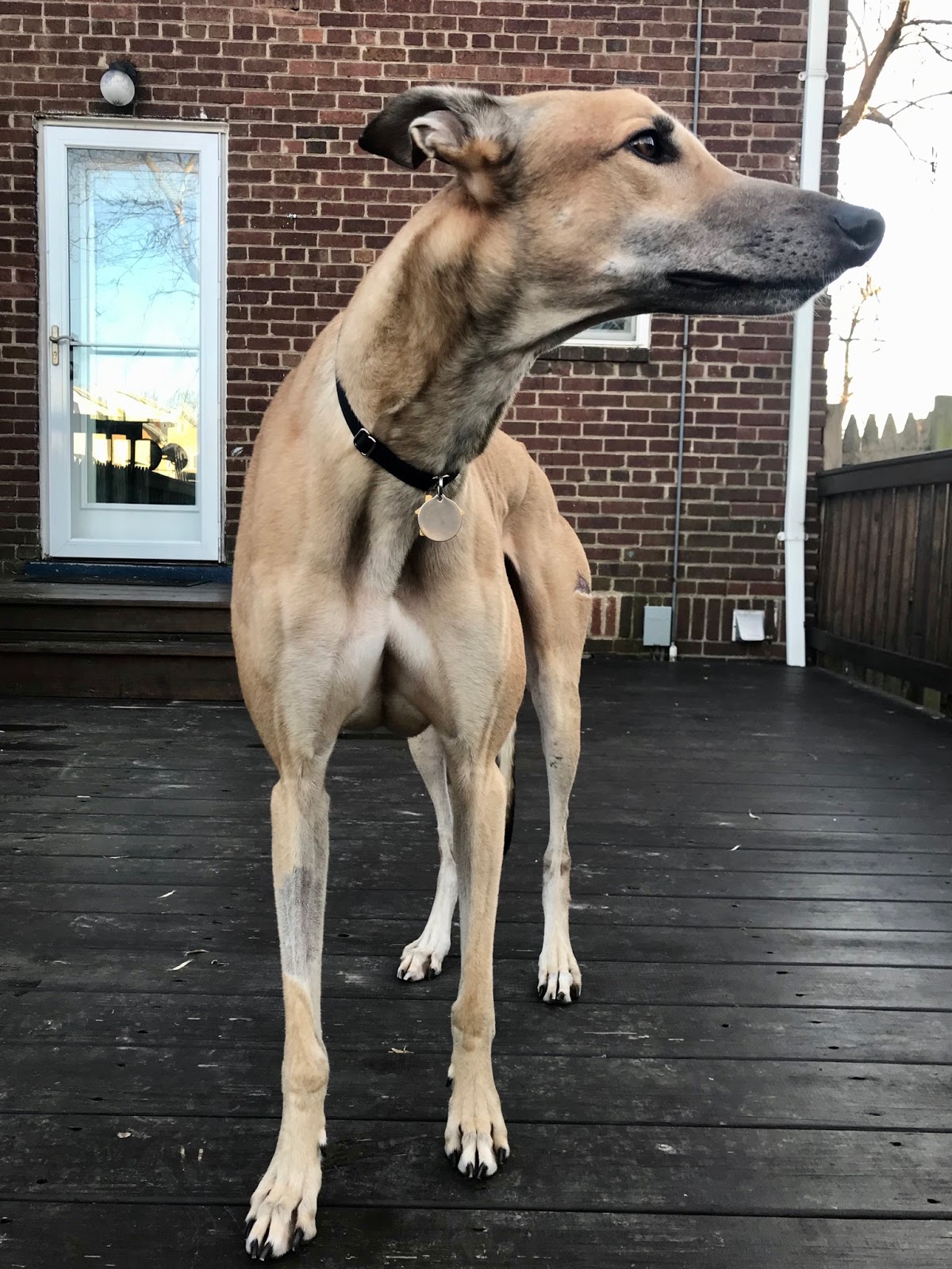 Greyt Expectations Greyhound Rescue: Buff (Atascocita Buff): 2/2 - Busy ...