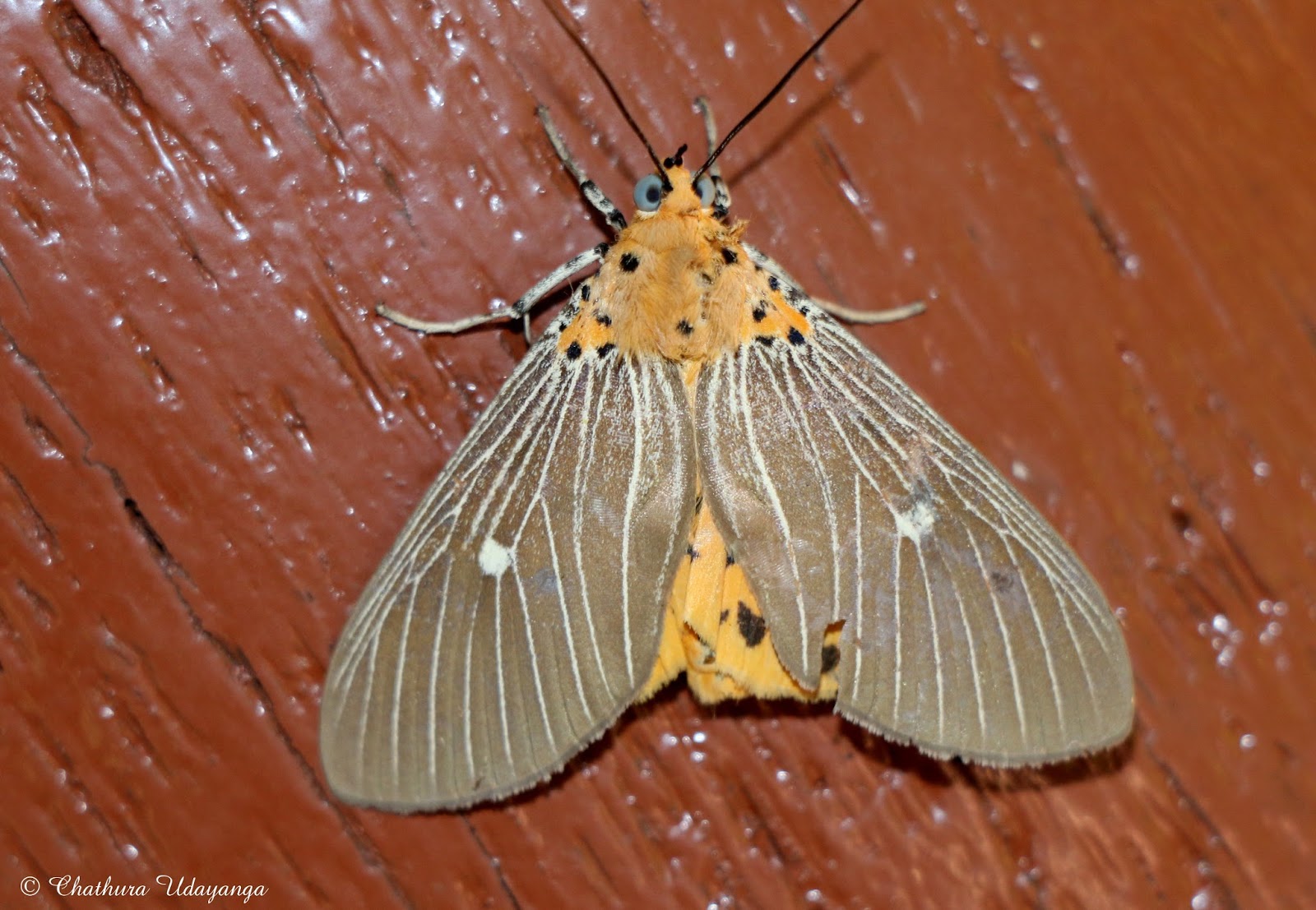 Nature Of Srilanka: Moths