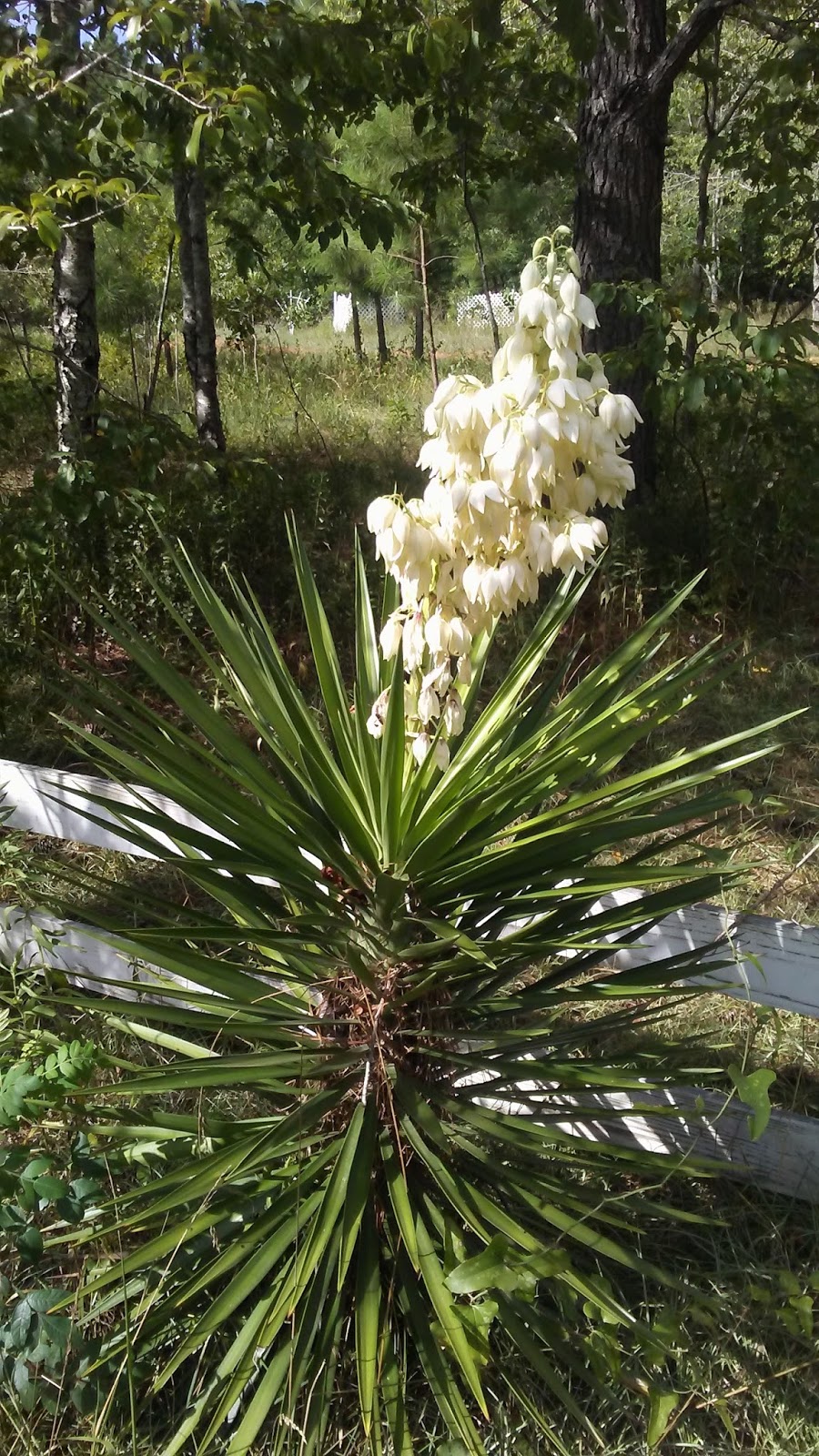 Gohn Greene Farms: Yucca in Bloom