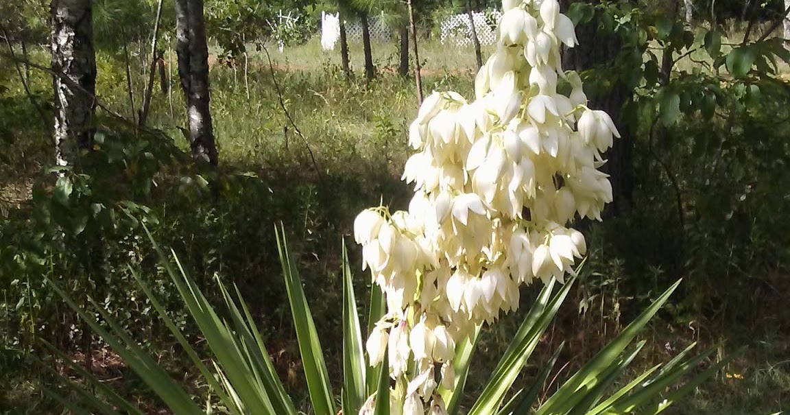 Gohn Greene Farms: Yucca in Bloom