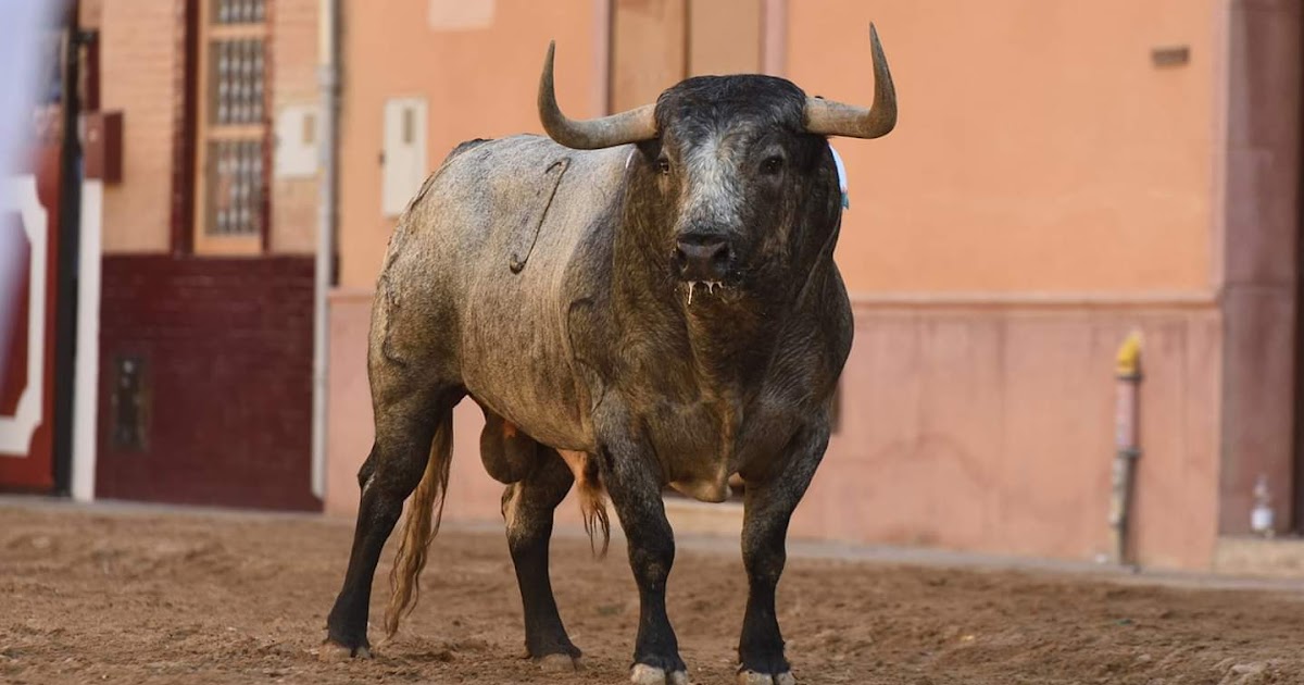 Afición y Pasión por el Toro: Museros. 14 d´Agost. Magnífica ...