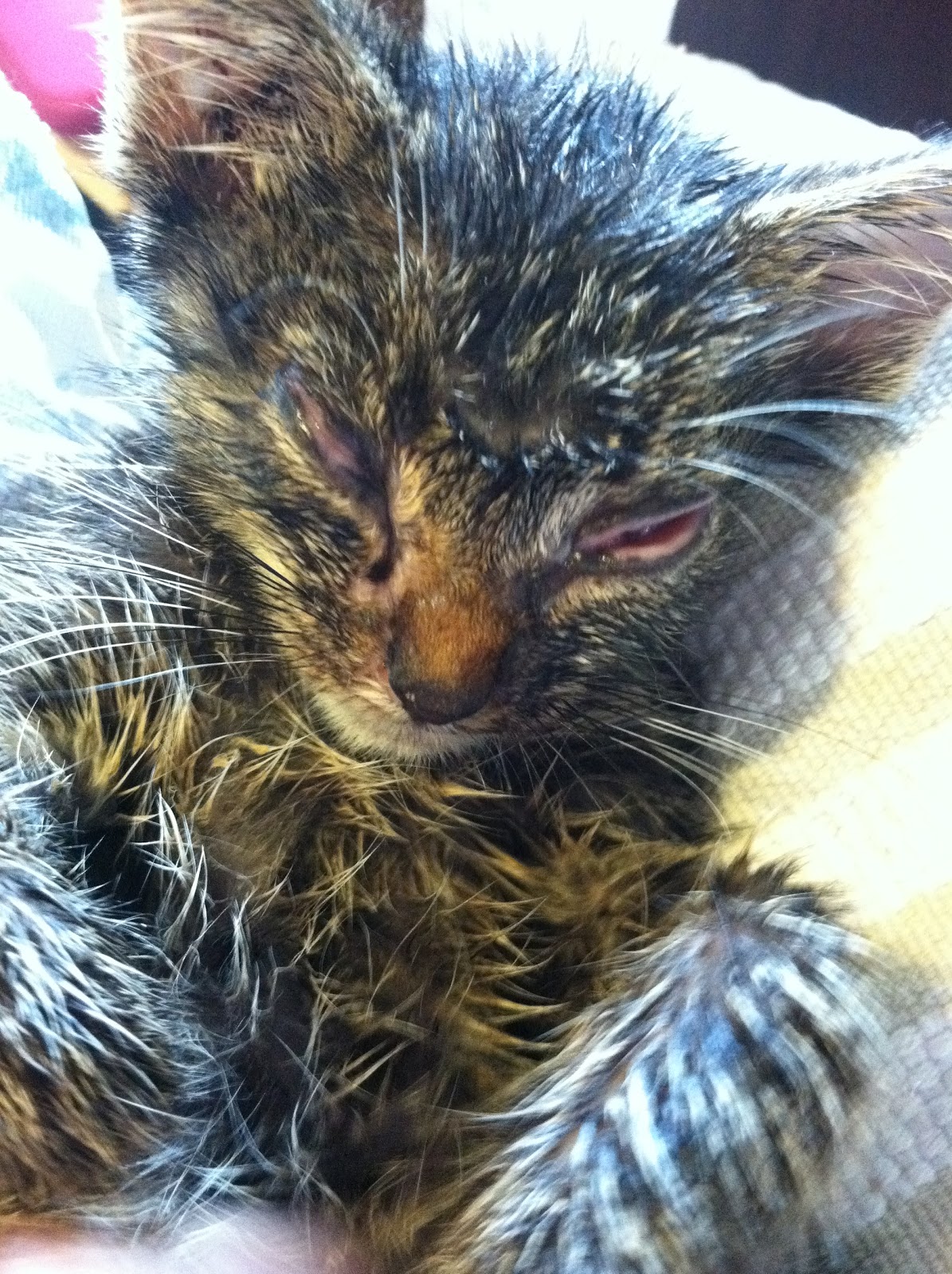 Diary of a Real-Life Veterinarian: The Sickest Kitten of Them ALL