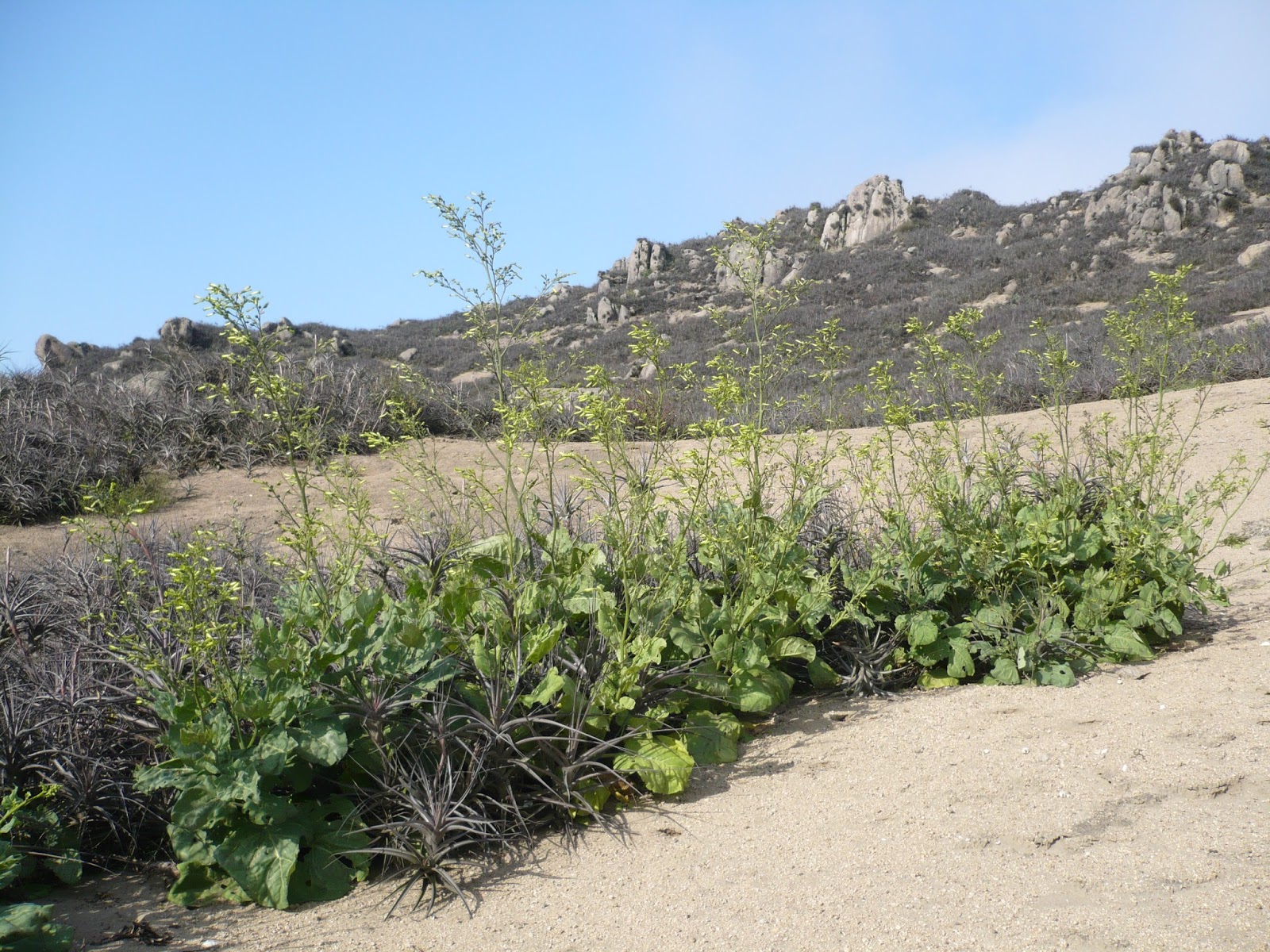 COMPARTIENDO NUESTROS CONOCIMIENTOS A TRAVÉS DE LAS TICS: VISITA A LA ...