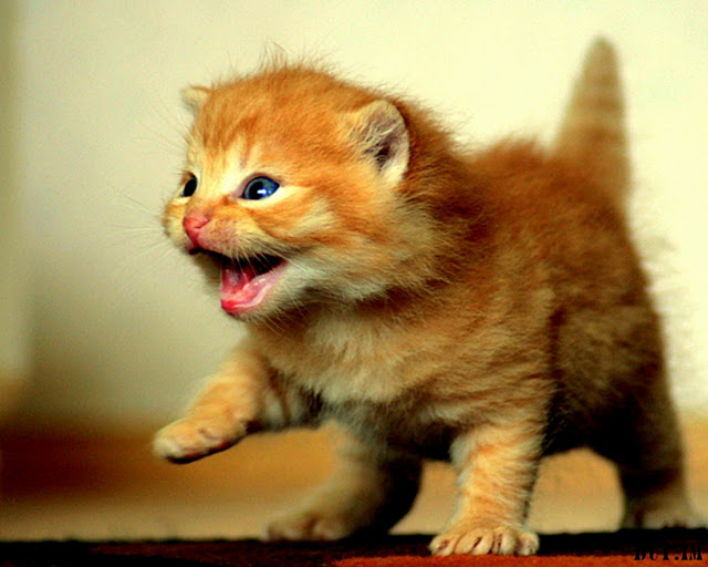 ABDULMUIN: Kucing yang Cute (34 gambar)