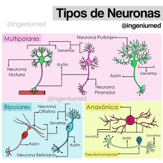 LA NEURONA Y SU FUNCIONAMIENTO: TODO SOBRE NEURONAS