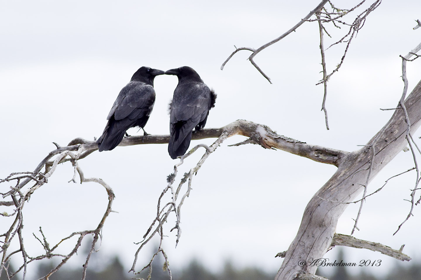 Ann Brokelman Photography: Ravens - lots of Ravens everywhere. March 2013