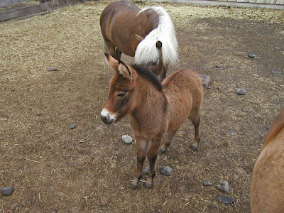 Mule | The Life of Animals