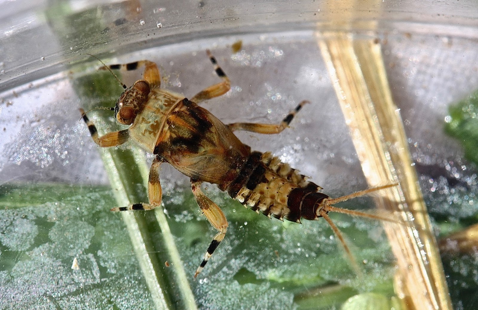 Aquatic Insects of Central Virginia: January 2018
