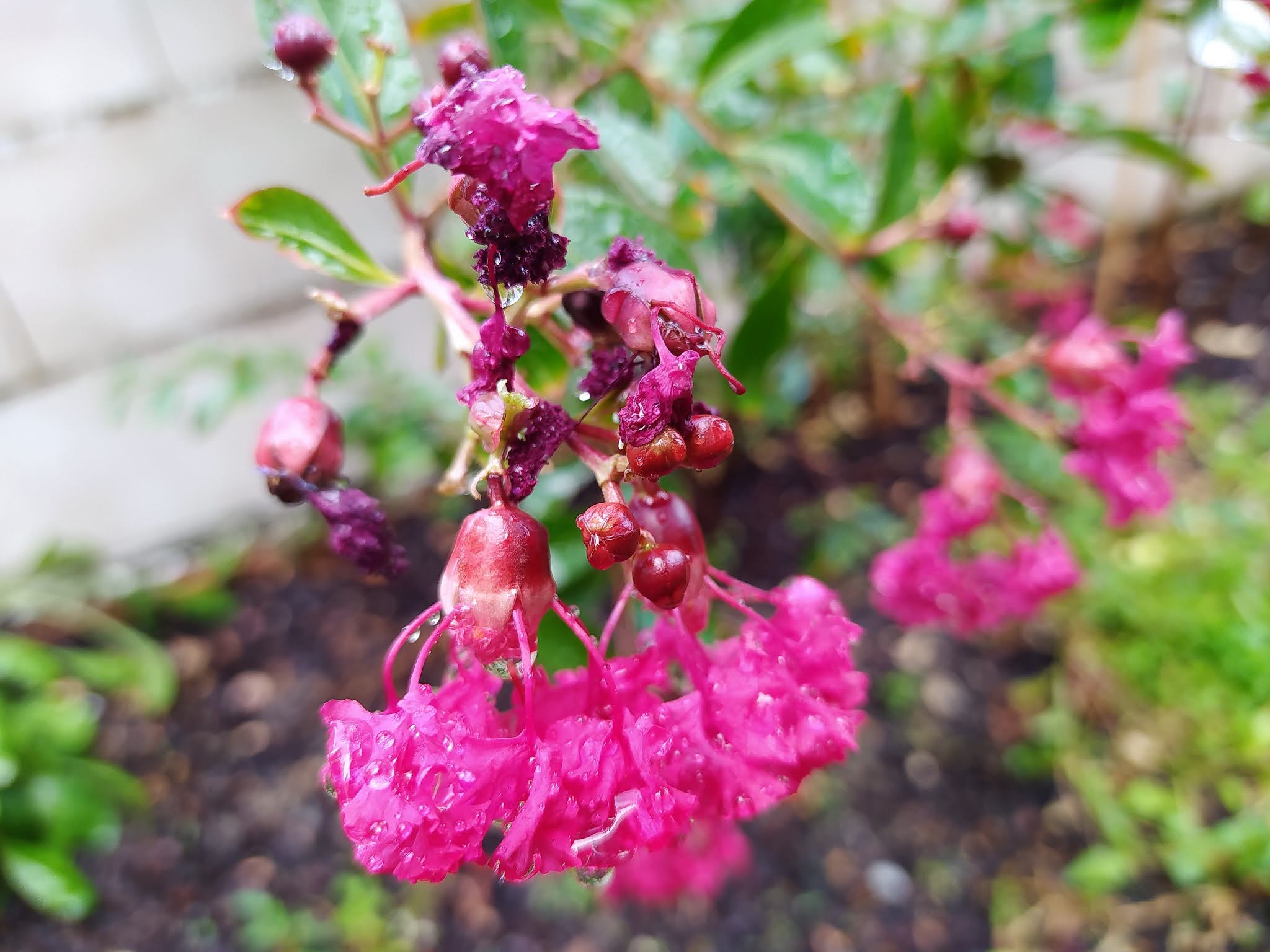 Biosfera vegetal.: Árbol de Júpiter (Lagerstroemia indica (L.) Pers.).